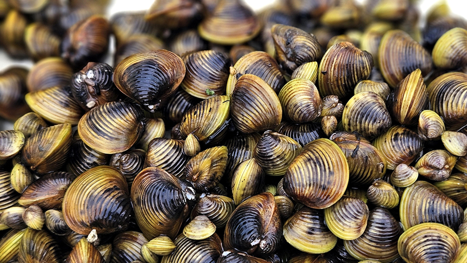 Invasive freshwater clam (Corbicula fluminea) - Northland Regional Council