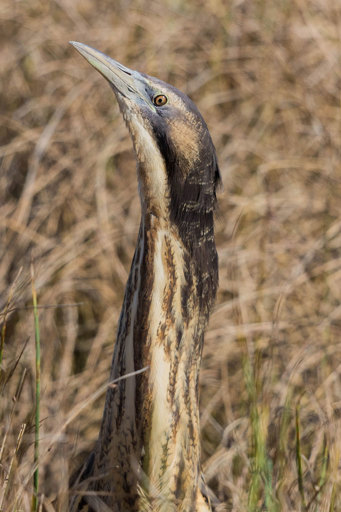 Australasian Bittern (matuku-hūrepo) - Northland Regional Council