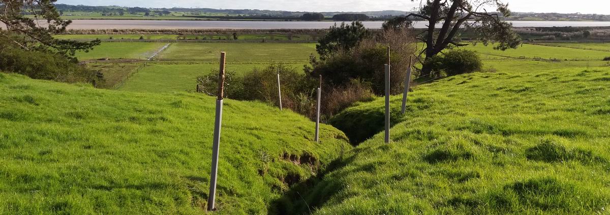 Trees for erosion control - Northland Regional Council
