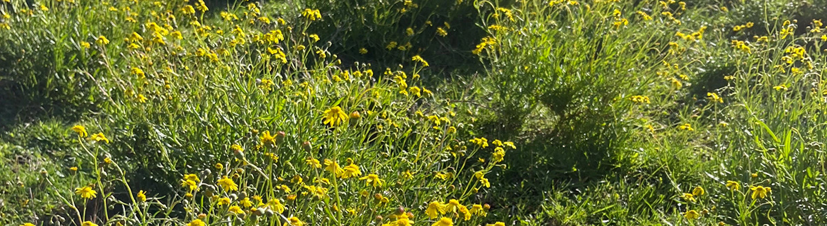 Madagascar ragwort – A major threat to pastoral farming - Northland ...