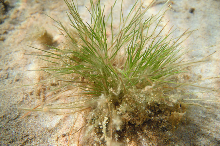 Trithuria inconspicua - little plant of the lake floor - Northland ...