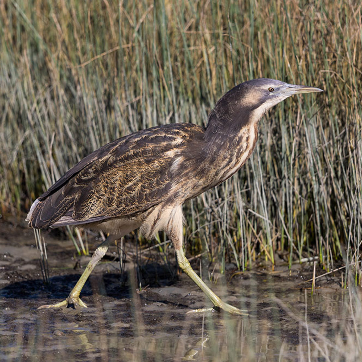 Australasian Bittern (matuku-hūrepo) - Northland Regional Council