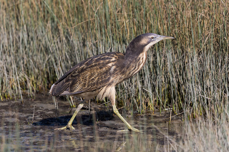 Australasian Bittern (matuku-hūrepo) - Northland Regional Council