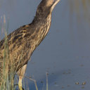 Australasian Bittern (matuku-hūrepo) - Northland Regional Council