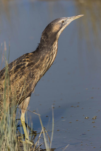 Australasian Bittern (matuku-hūrepo) - Northland Regional Council
