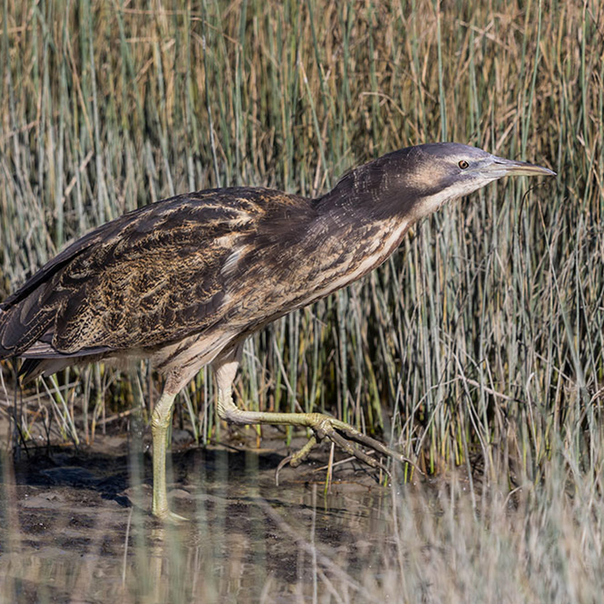Australasian Bittern (matuku-hūrepo) - Northland Regional Council