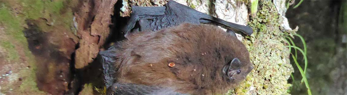 Bats (pekapeka) - Northland Regional Council