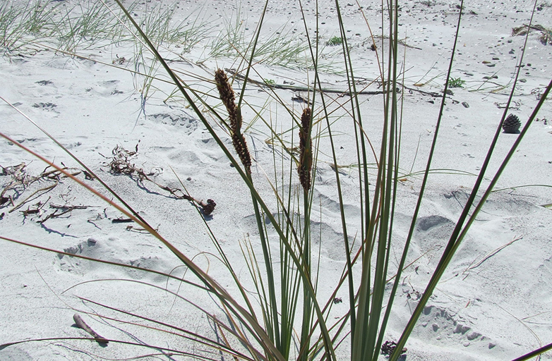 Plants for the dunes - Story - Northland Regional Council
