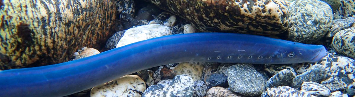 Piharua/kanakana/Lamprey - Geotria australis - Northland Regional Council