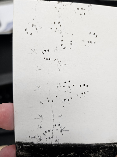 Mokomoko (lizard) monitoring pilot workshop - Story - Northland ...