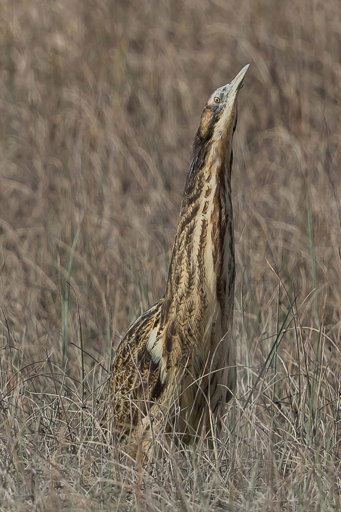 Australasian Bittern (matuku-hūrepo) - Northland Regional Council