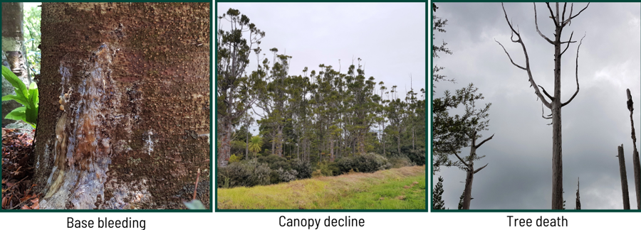 Kauri dieback - Northland Regional Council