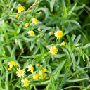 Madagascar ragwort – A major threat to pastoral farming - Northland ...
