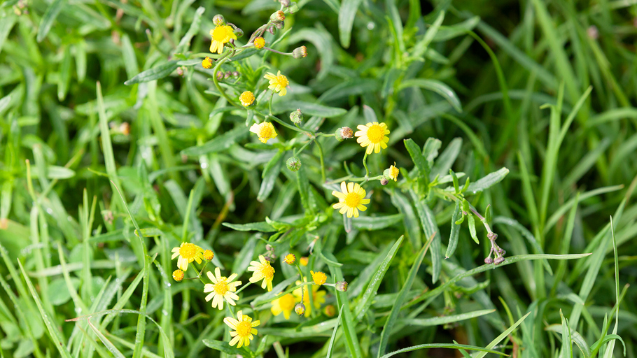 Madagascar ragwort – A major threat to pastoral farming - Northland ...