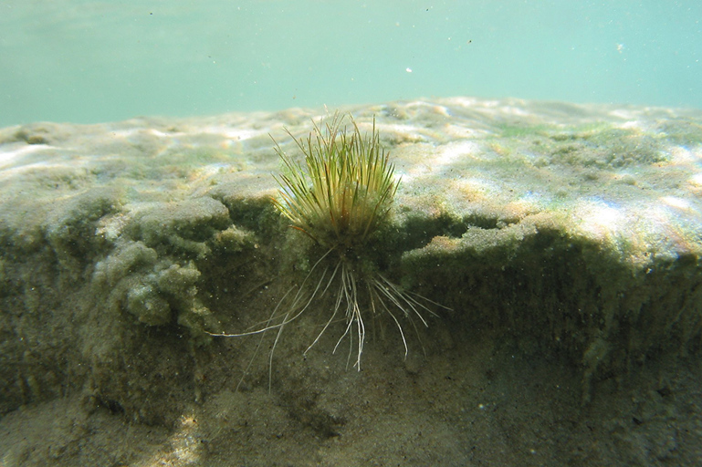 Trithuria inconspicua - little plant of the lake floor - Northland ...