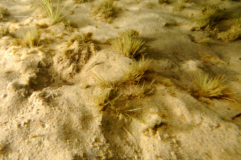 Trithuria inconspicua - little plant of the lake floor - Northland ...